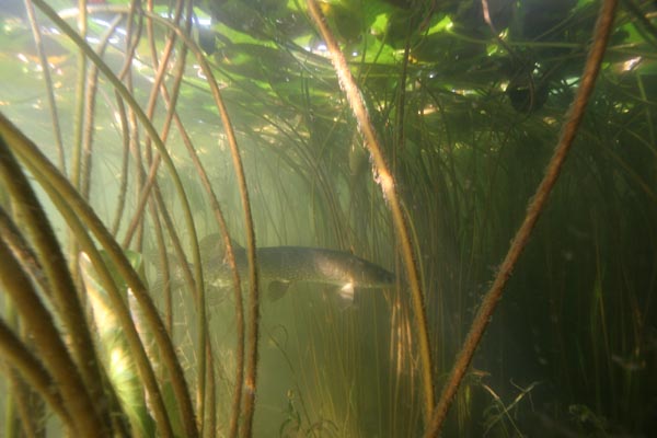 Lurking Pike, Bosherston lily ponds - Member's Gallery - Fishing Forums ...