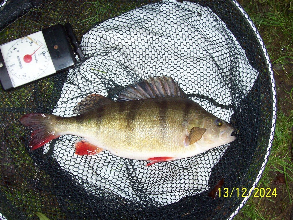 13 December - Chris Plumb's Blog - Fishing Forums from Anglers' Net