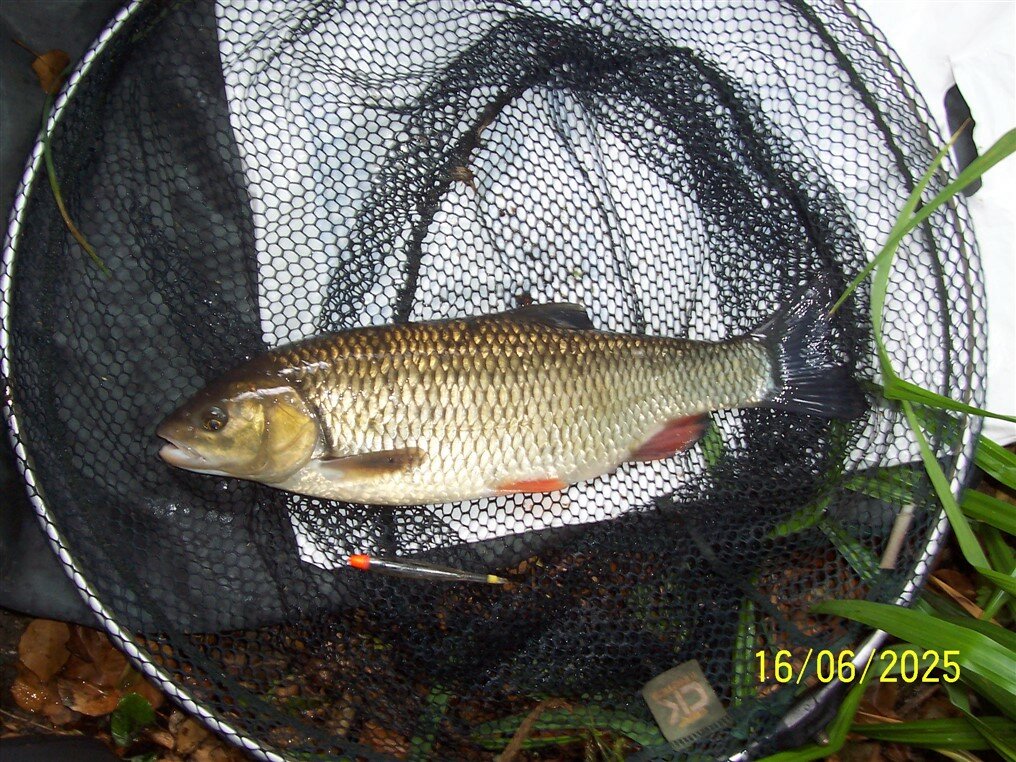 16 June 2025 - Chris Plumb's Blog - Fishing Forums from Anglers' Net