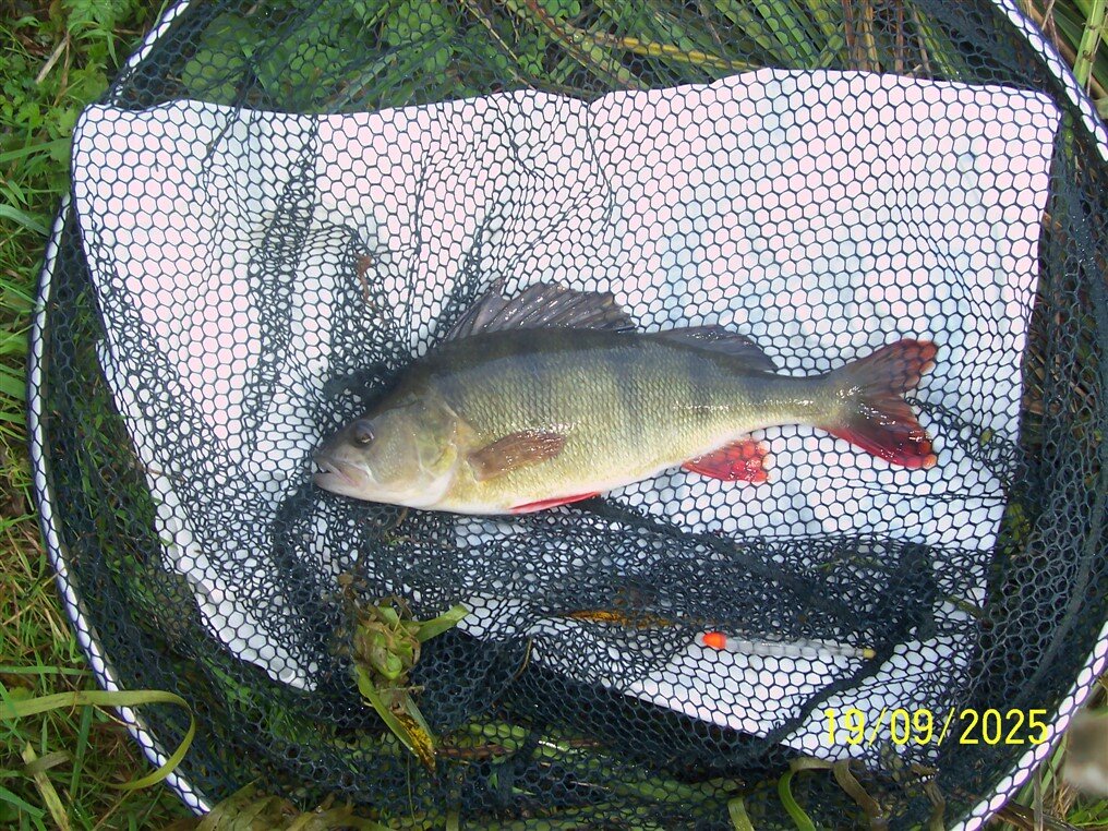 19 September (Part 1) - Chris Plumb's Blog - Fishing Forums from ...